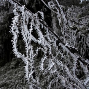 Frost at Midnight by Samuel Taylor Coleridge - Excellence in Literature ...